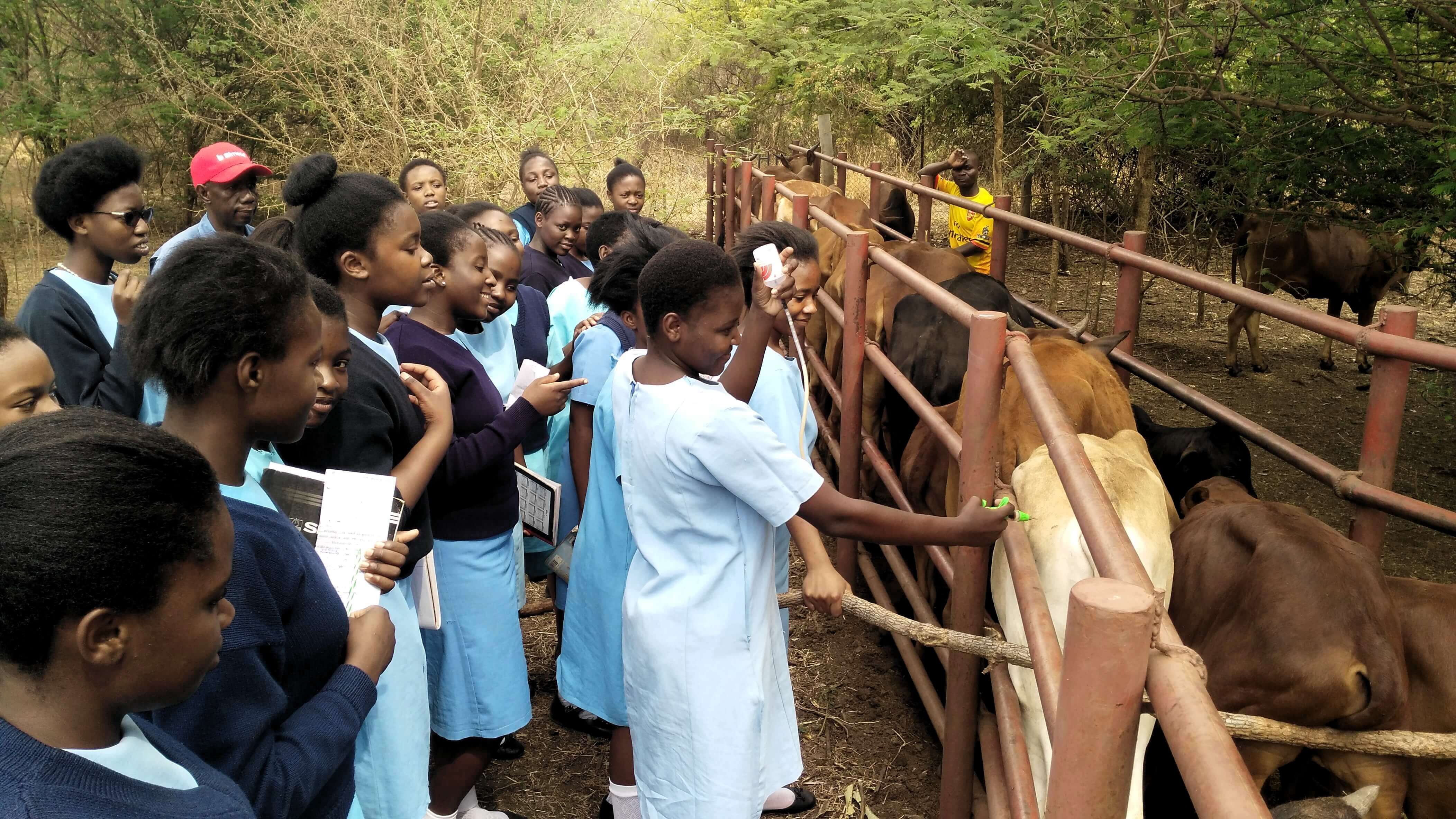 Chipembe e-Report card Portal