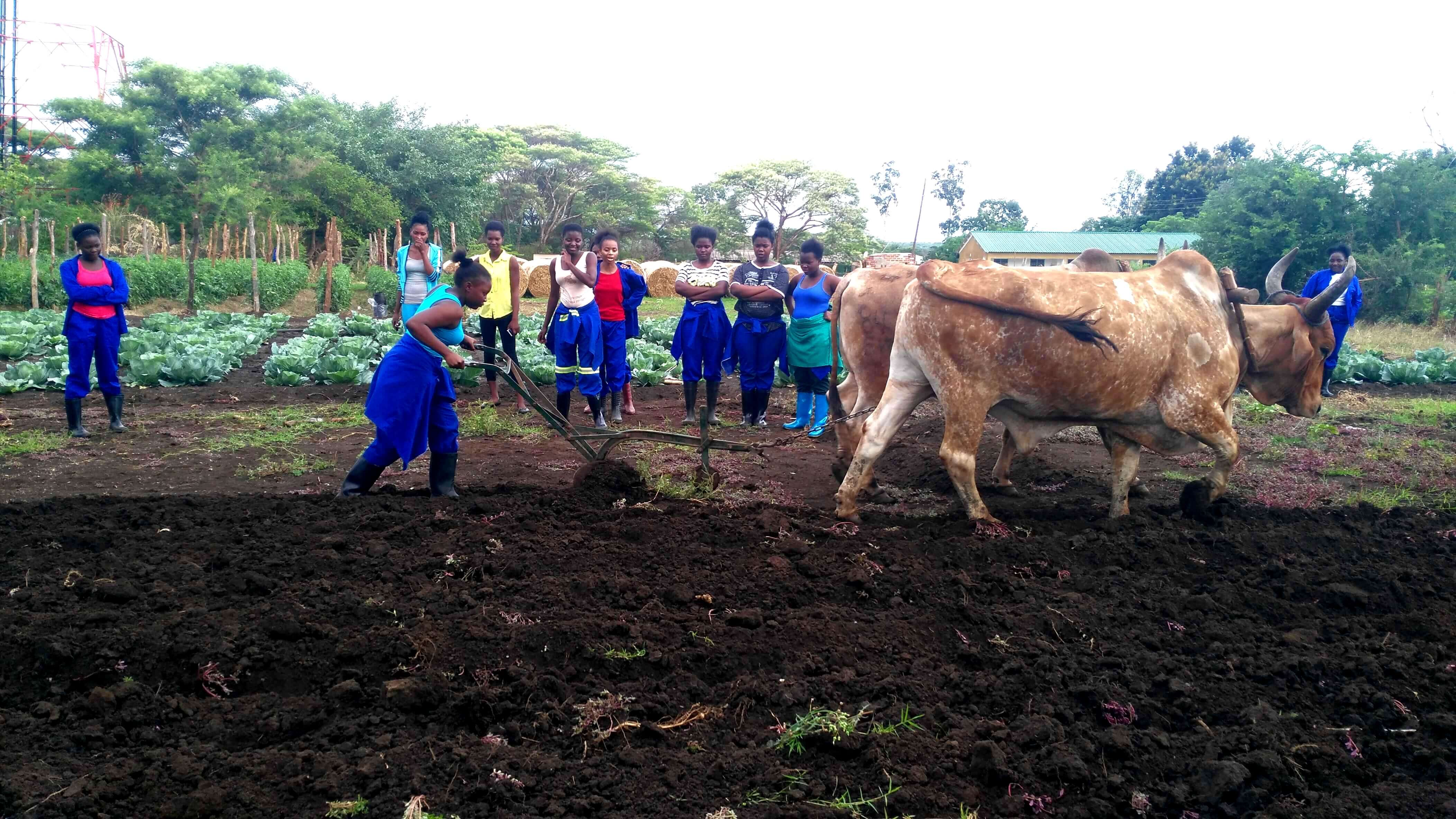 Chipembe e-Report card Portal