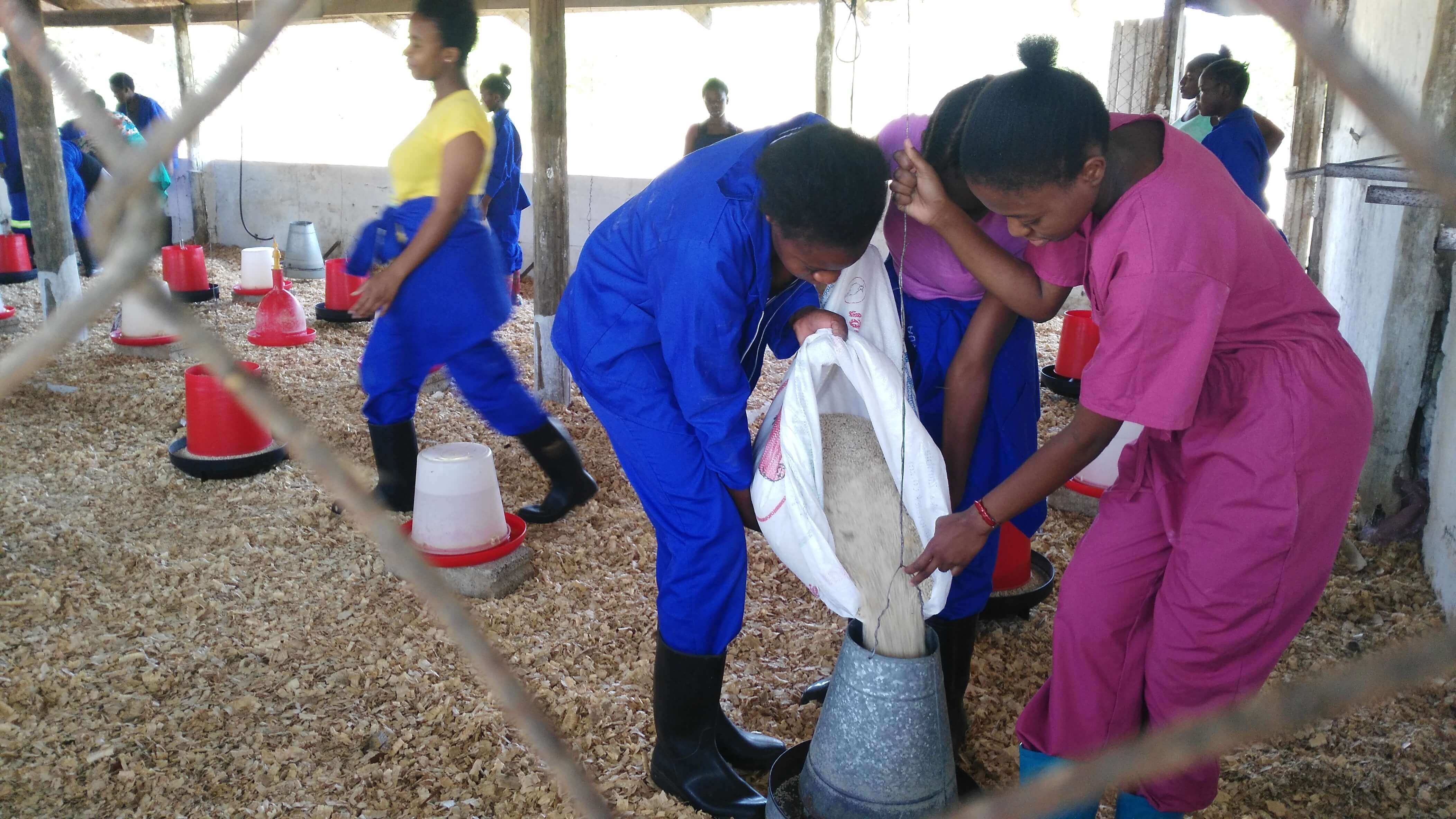 Chipembe e-Report card Portal