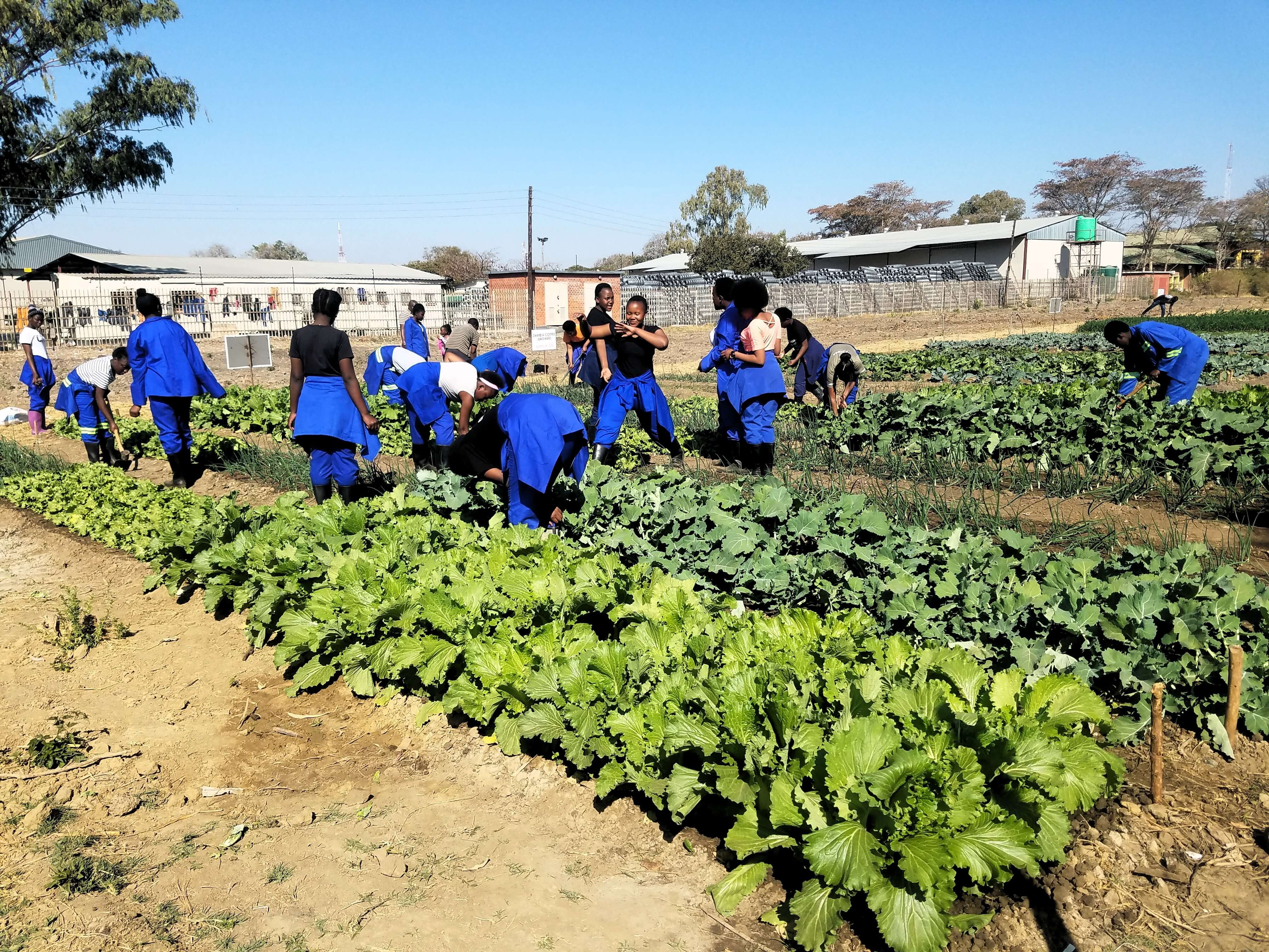 Chipembe e-Report card Portal